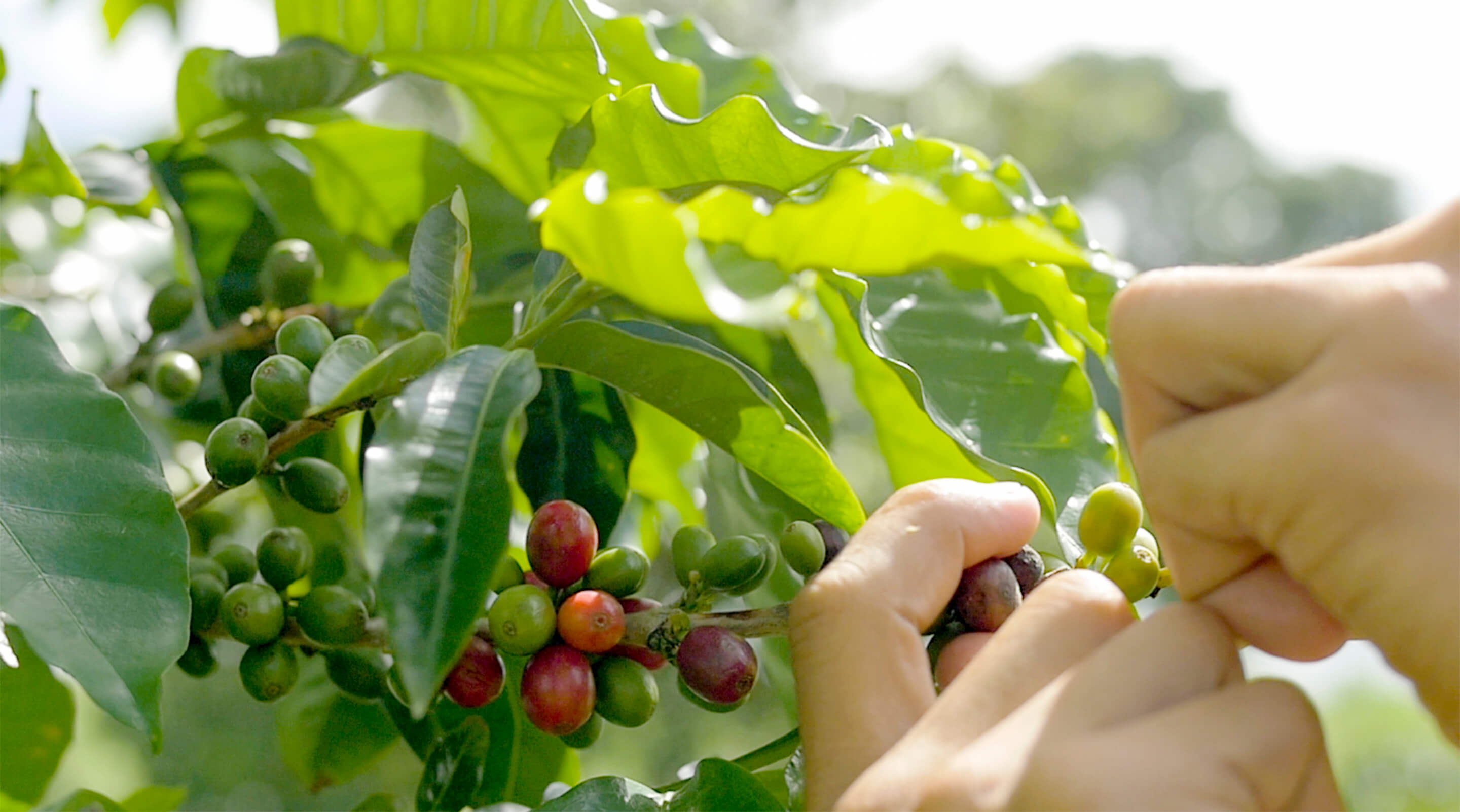 Picking pleasure – Galapagos Alternative